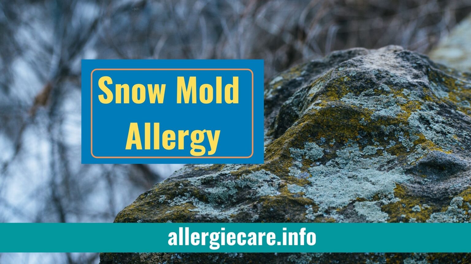 Snow Mold Allergy | Types | Symptoms | Avoid Growth | Manage - Allergie ...
